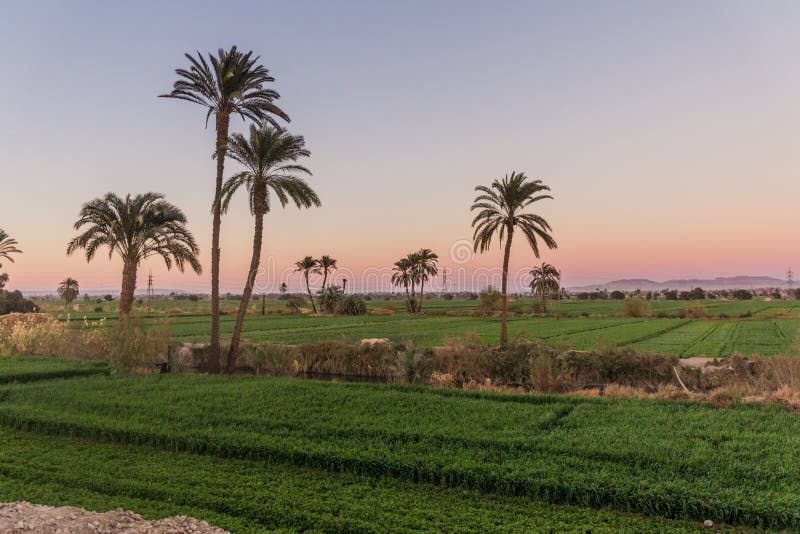 Lush Fields Along River Nile in Egy Stock Image - Image of valley, farm ...