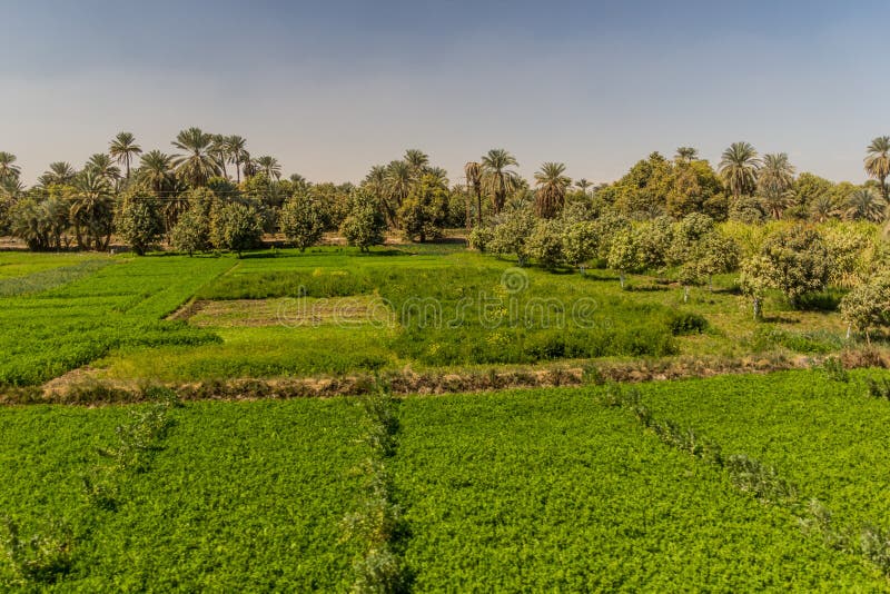 Lush Fields Along the River Nile, Egy Stock Photo - Image of beautiful ...