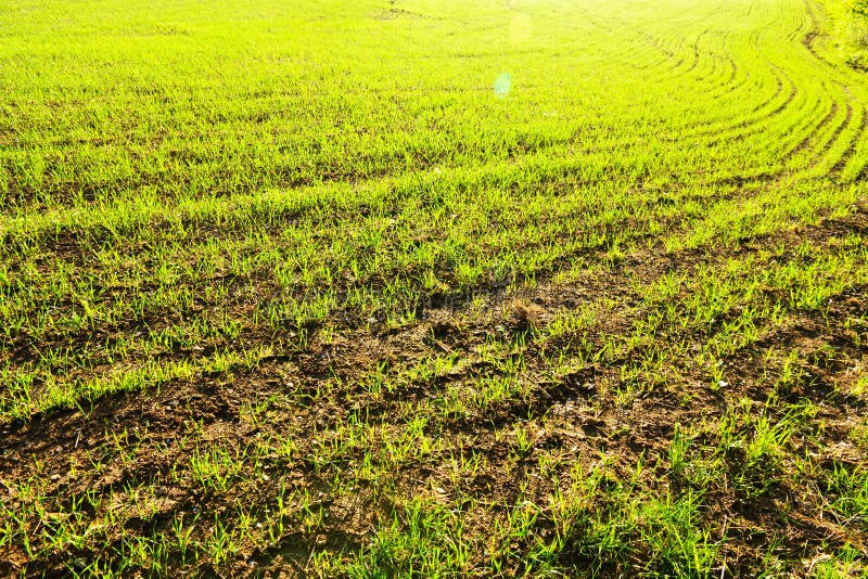 Lush fields stock photo. Image of meadow, scenics, crop - 54086868