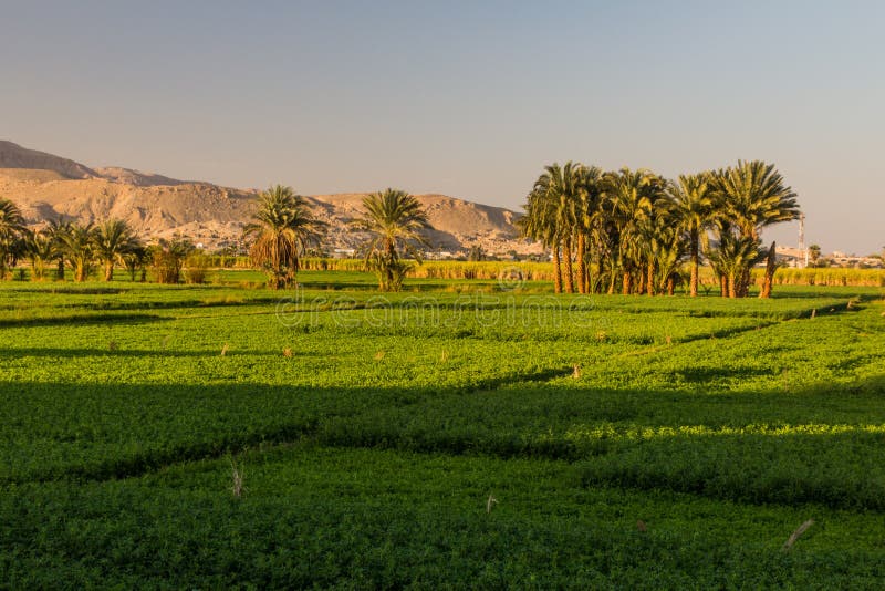 Lush Fields Irrigate from the River Nile, Egy Stock Image - Image of ...