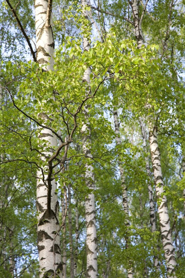 Lush First May Greenery on a Birch on a Sunny Day Stock Photo - Image ...