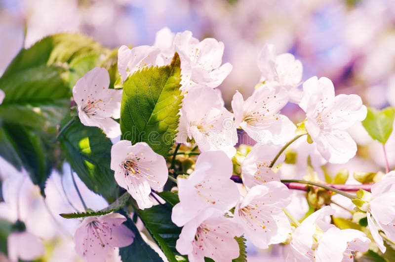 The Lush Flowering of the Branches of the Fruit of the Cherry Tree ...