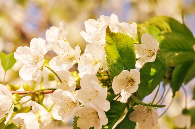 The Lush Flowering of the Branches of the Fruit of the Cherry Tree ...