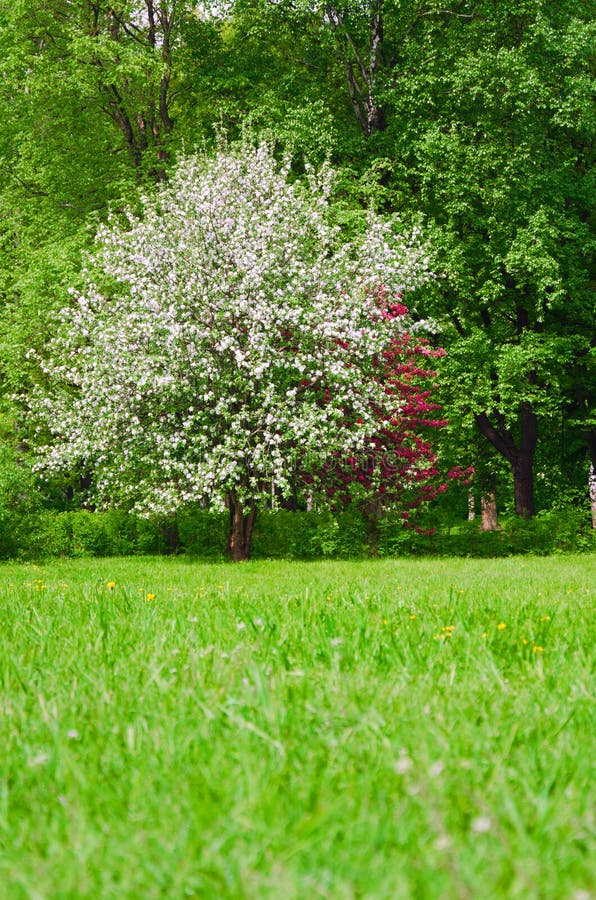 Lush Flowering Tree Apple Trees in the Spring Meadow Stock Photo ...