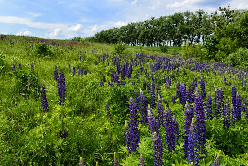 Lush meadow with flowers stock image. Image of rays, blossom - 39671773