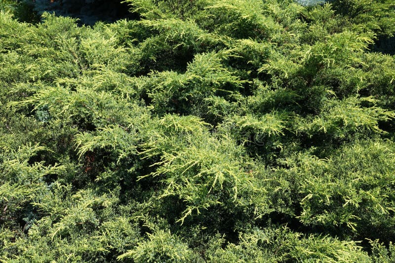 Lush Foliage of Chinese Juniper Stock Photo - Image of needle, outdoors ...