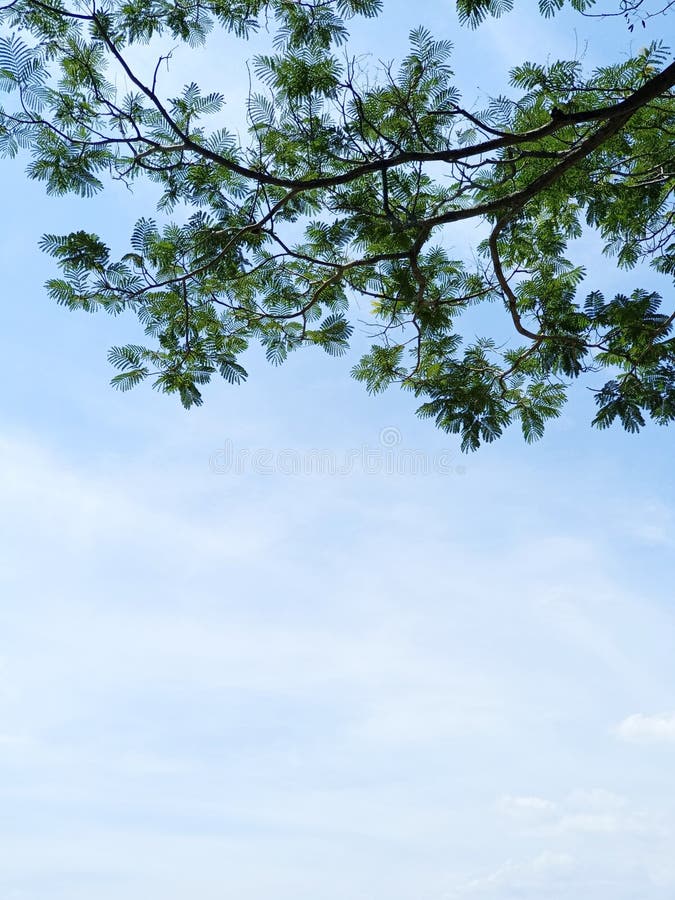 Lush Foliage of Green Leaves and Branches Isolated on Blue Sky ...