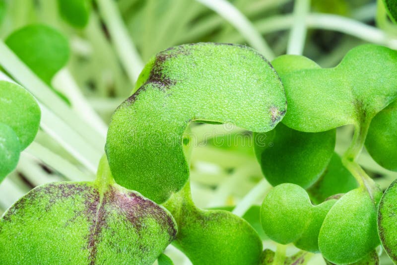 Lush Foliage of Green Mustard Cress Stock Image - Image of leaves ...
