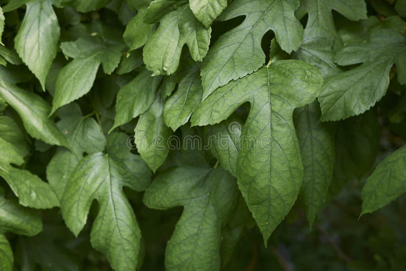 Morus alba leaves stock image. Image of fresh, juicy - 120866335