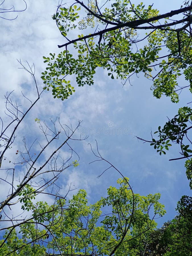 Lush Foliage of Rubber Tree Leaves and Branches Isolated on Blue Sky ...