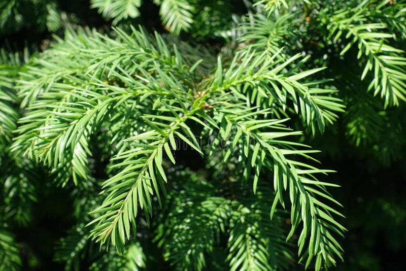 Taxus Baccate Stock Photos - Free & Royalty-Free Stock Photos from ...