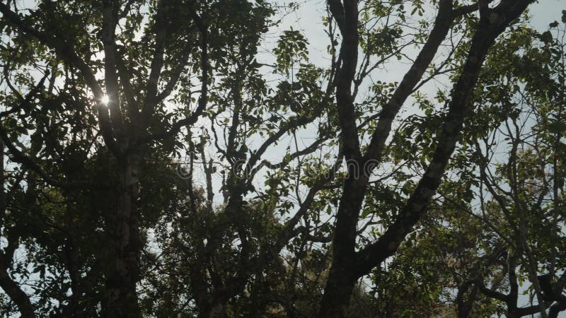 Lush Foliage and Tree and Sunlight. Stock Footage - Video of summer ...