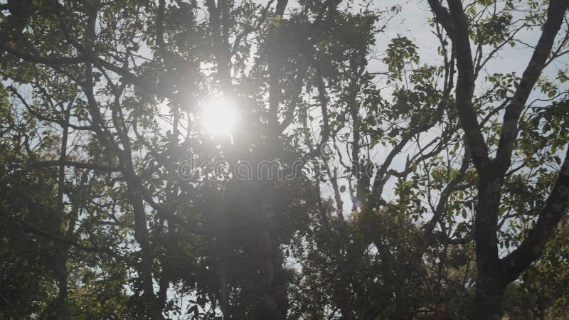 Lush Foliage and Tree and Sunlight. Stock Footage - Video of forest ...