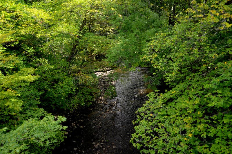 Lush Foliage with a Winding Stream Cutting through the Forest Stock ...