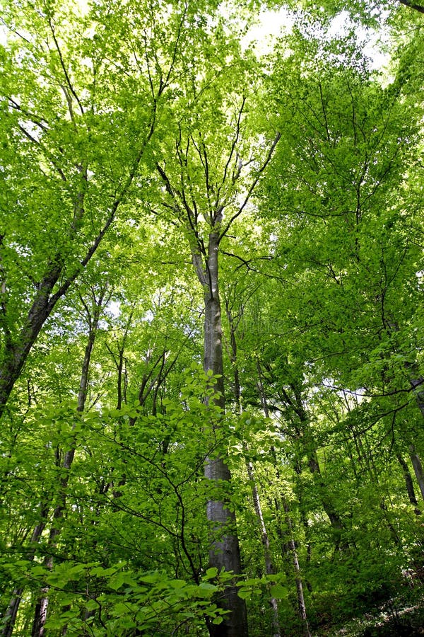 Forest Green stock image. Image of trunk, underbrush, hush - 86619