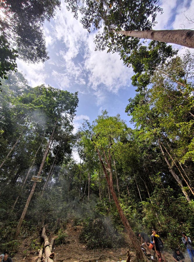 Lush Forest in Batam Where Oxygen is Created for the Earth Stock Photo ...