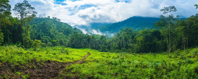 A Lush Forest Being Revived through Dedicated Reforestation Efforts ...