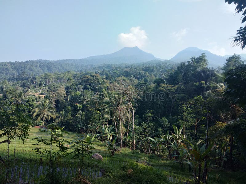 Lush Forest Blends with the Existing Stock Image - Image of nature ...