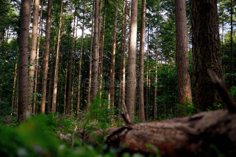 Lush Forest with a Canopy of Trees with Tall Grass Beneath Them Stock ...