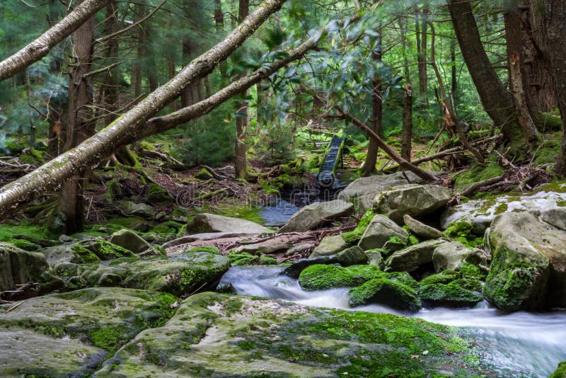 Lush Forest with Creek Flowing through Moss Covered Rocks Stock Photo ...