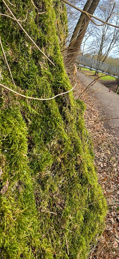 Lush Forest Gradient from Moss Green To Dark Brown Stock Photo - Image ...