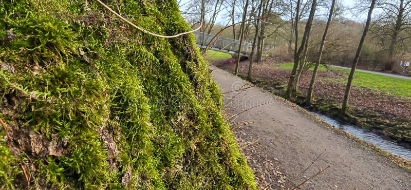 Lush Forest Gradient from Moss Green To Dark Brown Stock Image - Image ...
