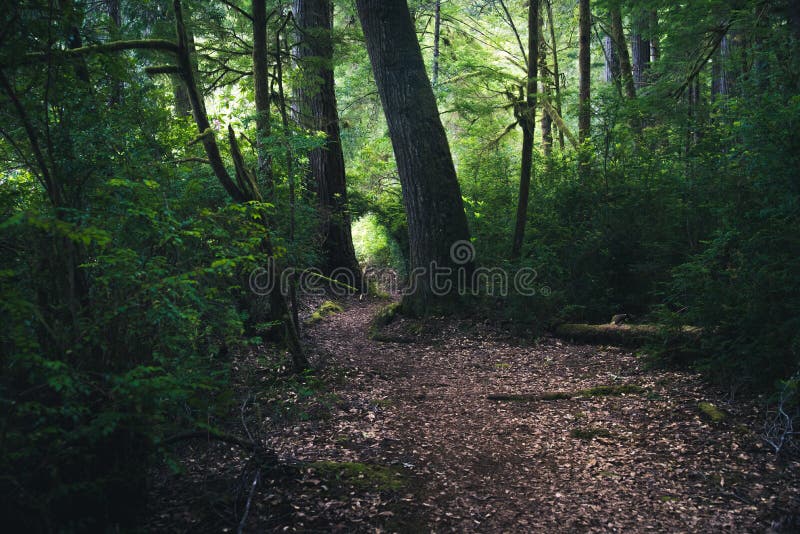 Lush forest hiking path. stock image. Image of trees - 94833939