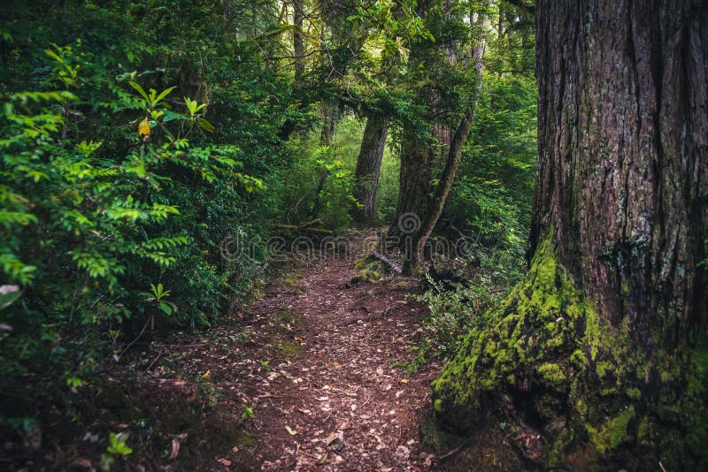 Lush forest hiking path. stock image. Image of brown - 94834113
