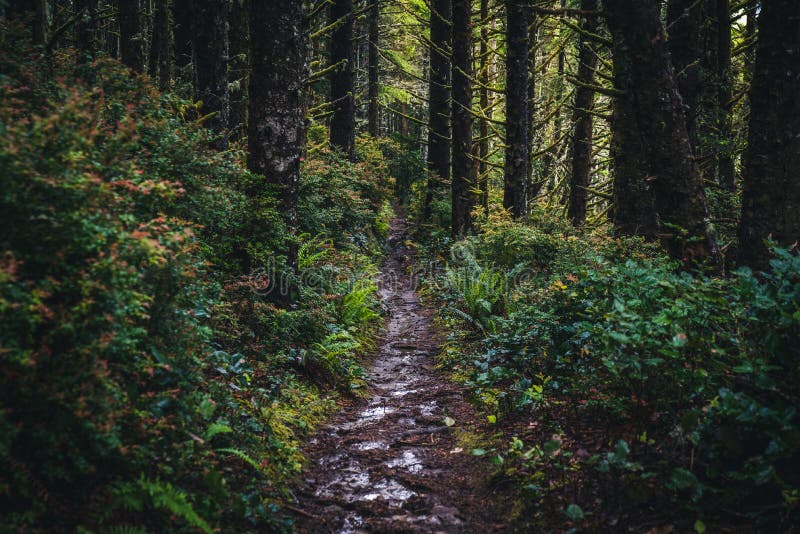 Lush forest hiking path. stock image. Image of season - 94834437