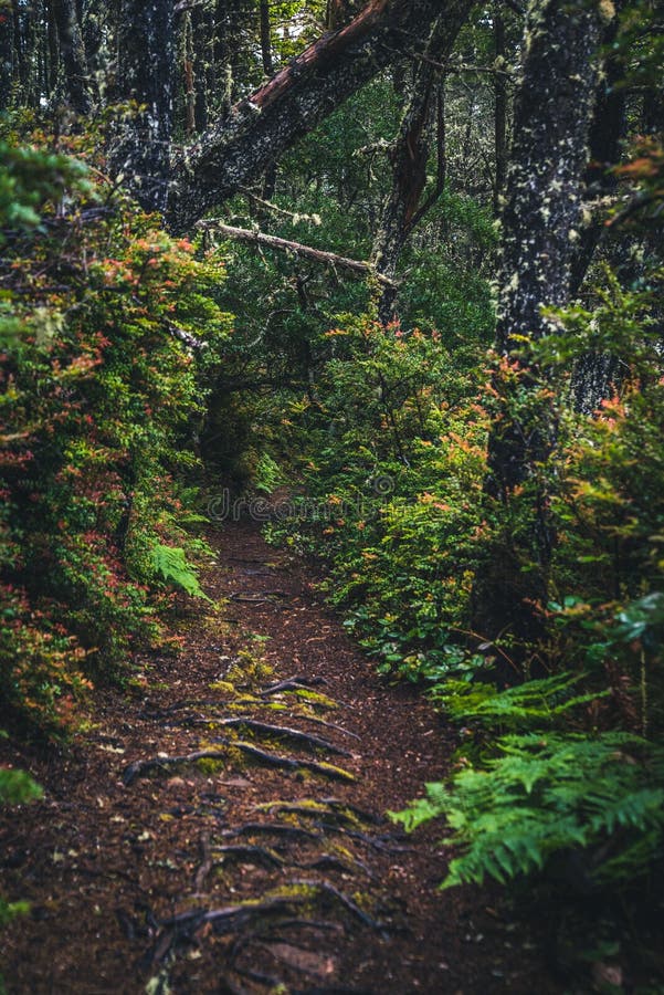 Lush forest hiking path. stock photo. Image of path, colors - 94834456