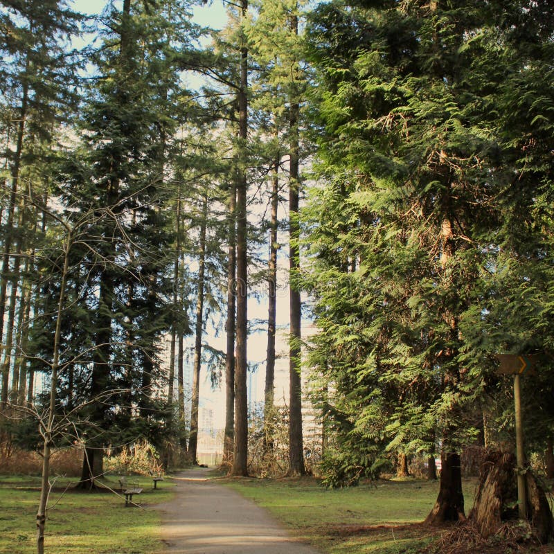 Lush forest landscape stock image. Image of sunny, branch - 88237893