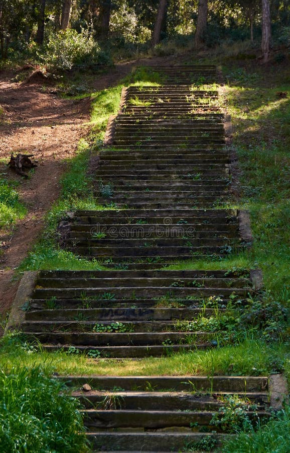 Lush Forest Landscape with Stairs Stock Image - Image of landscape ... Lush Forest Landscape with Stairs Stock Image - Image of landscape ...