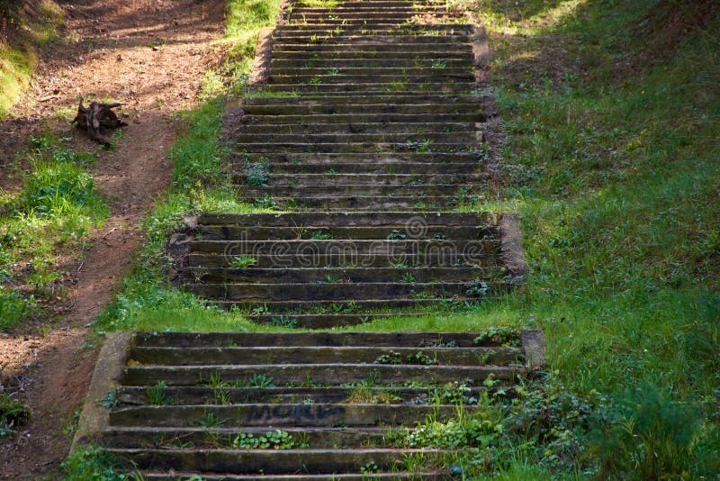 Lush Forest Landscape with Stairs Stock Photo - Image of countryside ...