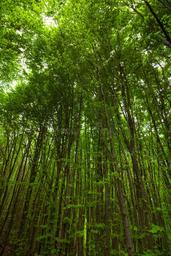 Lush Forest. Long Trees in the Lush Forest at Spring Stock Photo ...