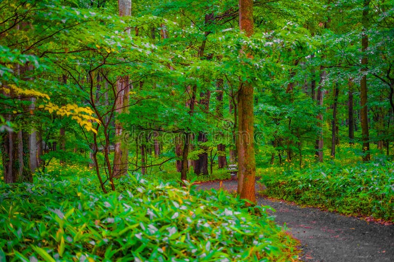 Lush forest path stock photo. Image of park, soothing - 322434064