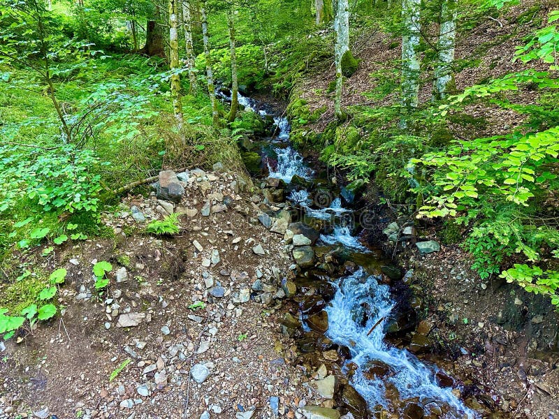 Lush Forest Scene with a Babbling Brook Flowing Over Rocks Surrounded ...