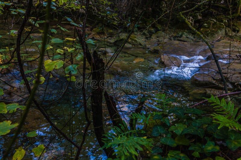 Lush Forest Scene Centered Around a Flowing Stream Stock Photo - Image ...