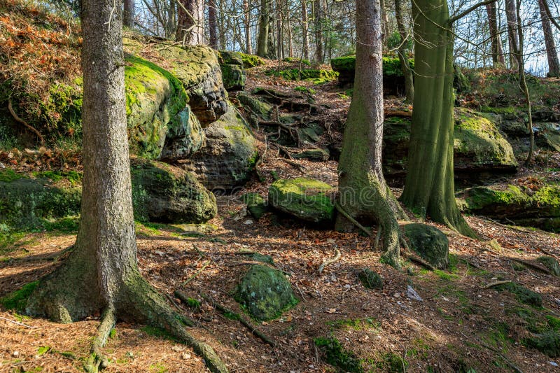 Lush Forest Scene with Moss-covered Rocks and Tall Trees in Sunlight ...