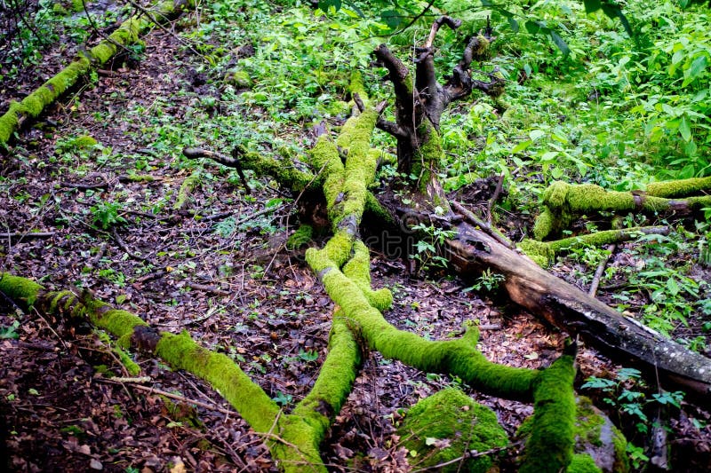 Lush Forest Scene with a Variety of Evergreen Trees with Lush Moss ...