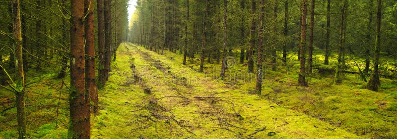 Lush Forest in the Spring. a Photo of a Trail in the Forest in ...