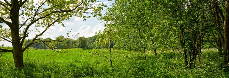 Lush Forest in the Spring. a Very Sharp and Detailed Photo of the ...