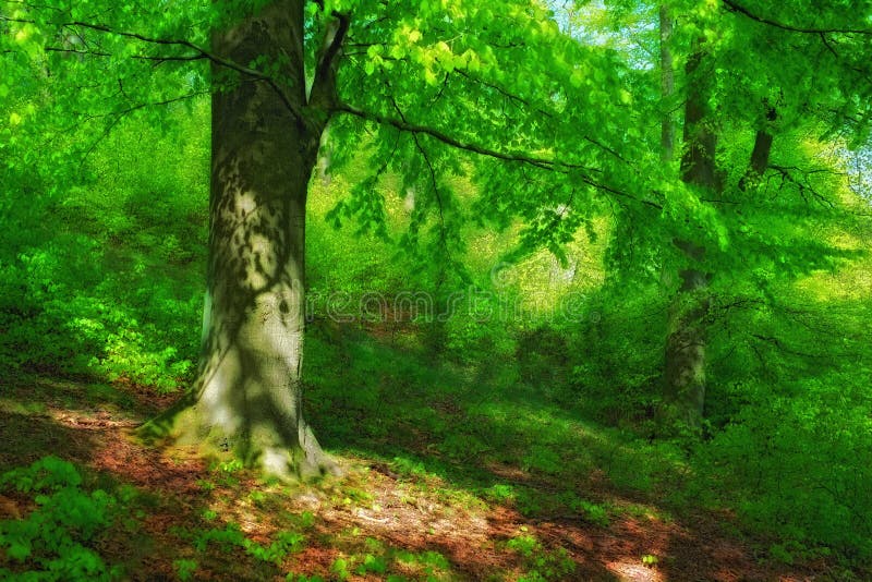 Lush Forest in the Spring. a Very Sharp and Detailed Photo of the ...