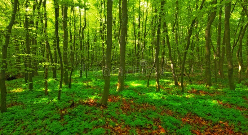 Lush Forest in the Spring. a Very Sharp and Detailed Photo of the ...