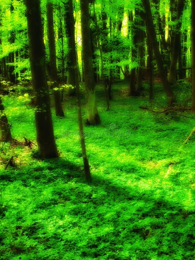 Lush Forest in the Spring. a Very Sharp and Detailed Photo of the ...