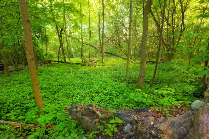 Lush Forest in the Spring. a Very Sharp and Detailed Photo of the ...