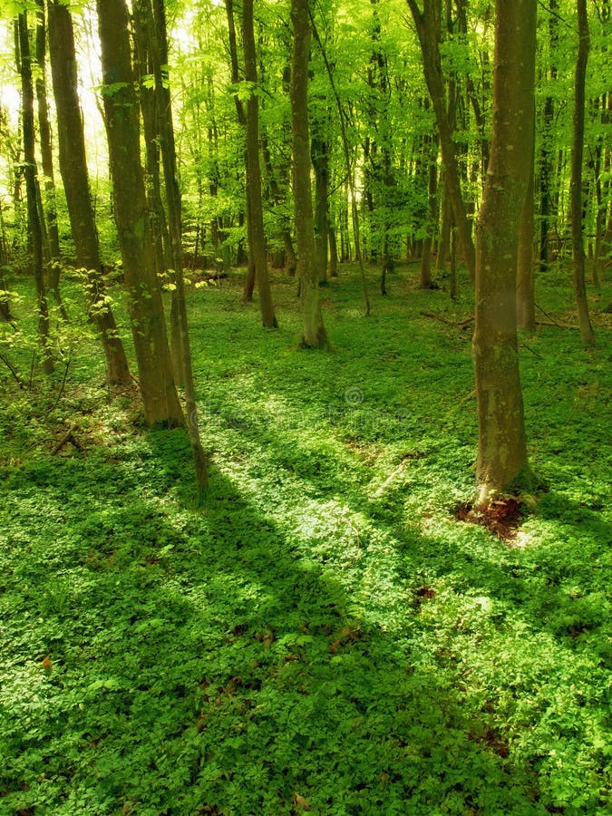 Lush Forest in the Spring. a Very Sharp and Detailed Photo of the ...
