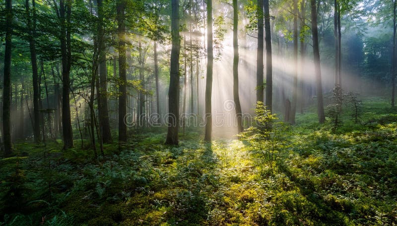 "Forest with Sunbeams" Stock Illustration - Illustration of foliage ...