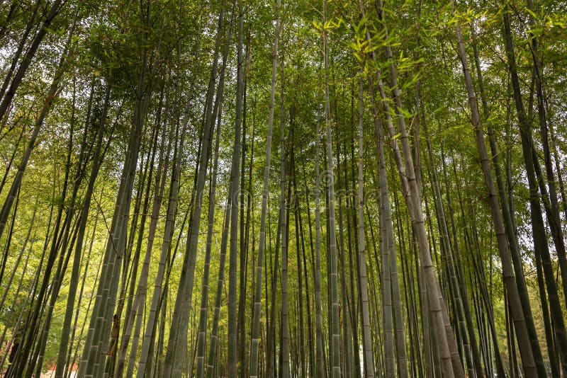Lush Forest with Sunlight from Below Stock Photo - Image of park ...