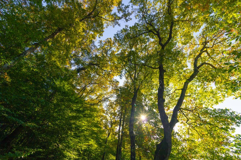 Lush Forest and Sunlight at Sunset. Forest View in Wide Angle Shot ...
