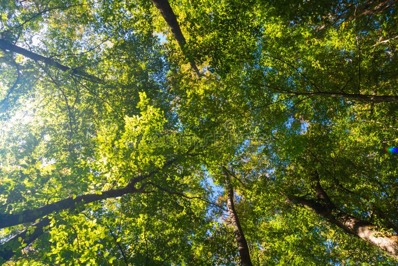 Lush Forest with Sunshine. Trees from Below in the Forest Stock Image ...